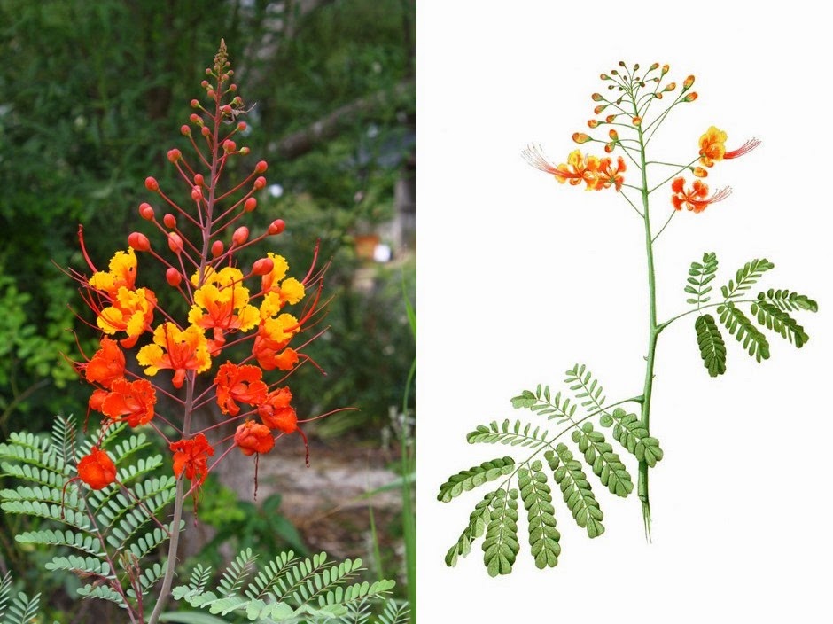 38+ Contoh Bunga Kembang Merak Kekinian - Informasi Seputar Tanaman Hias