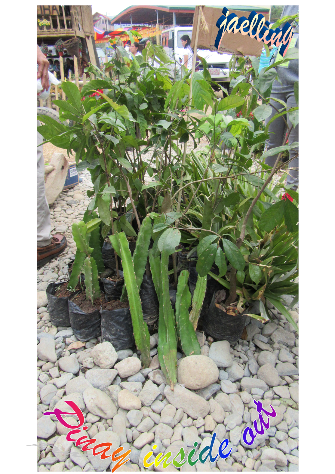 Booth of Sablan, Benguet - Adivay 2015