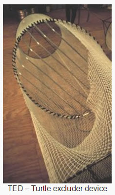 REVISTA ECOSOCIALISTA : LA TORTUGA CARDON (DERMOCHELYS CORIACEA)