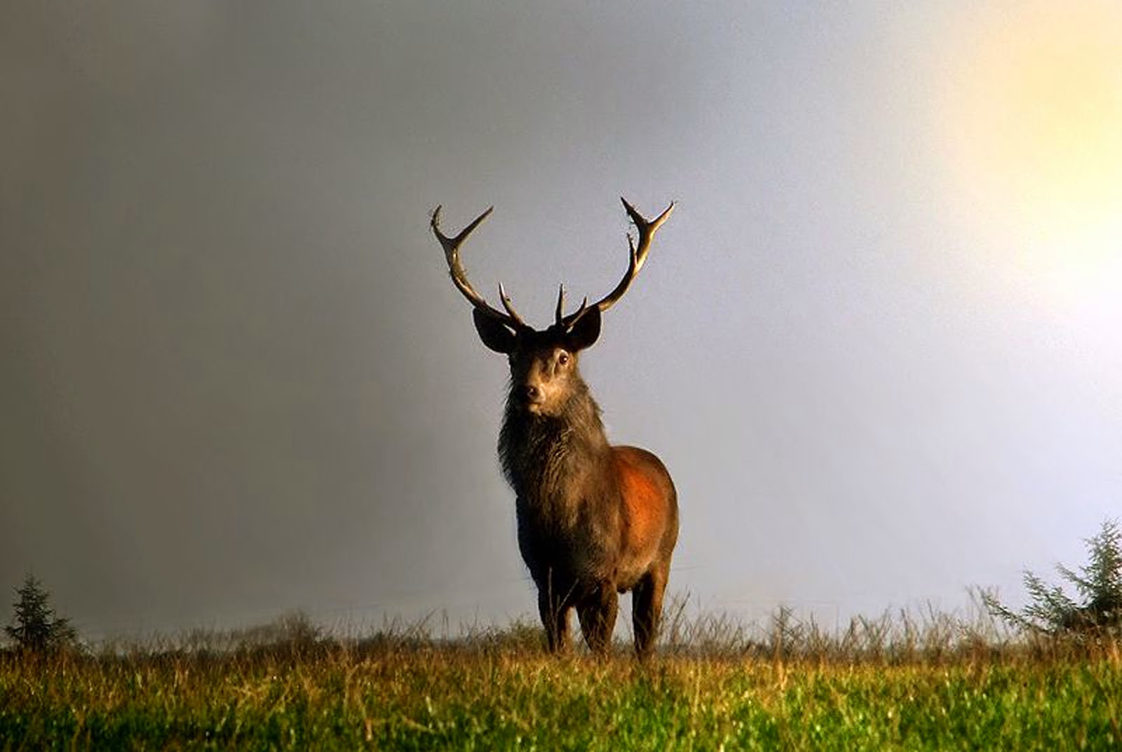 ANIMALS PICTURE: STAG PICTURES GALLERY-5