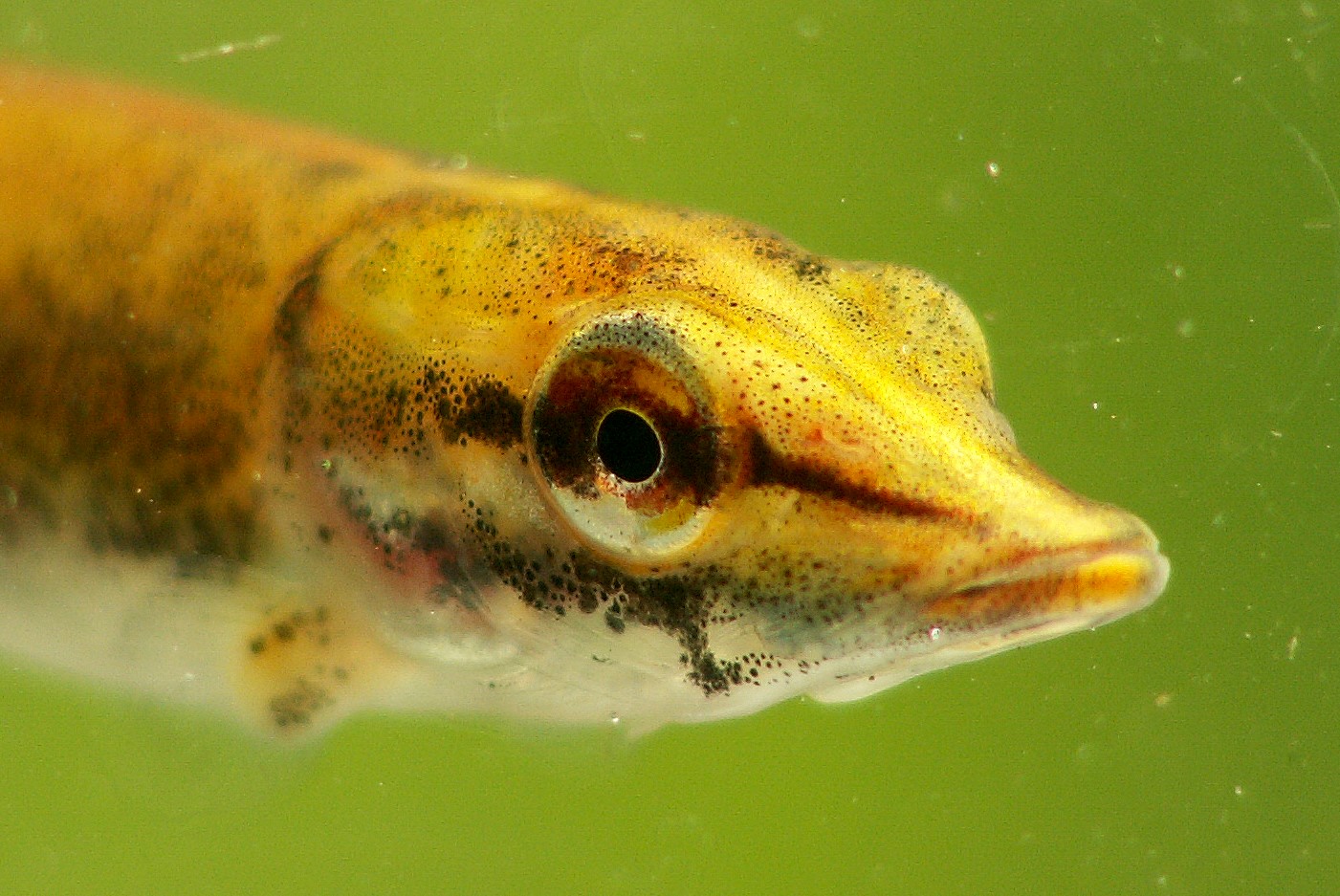 Species of UK: Week 18: Pike (Esox Lucius)