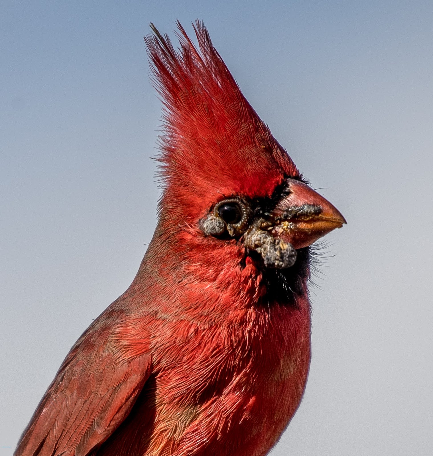 Feather Tailed Stories: Northern Cardinal southwest (diseased)