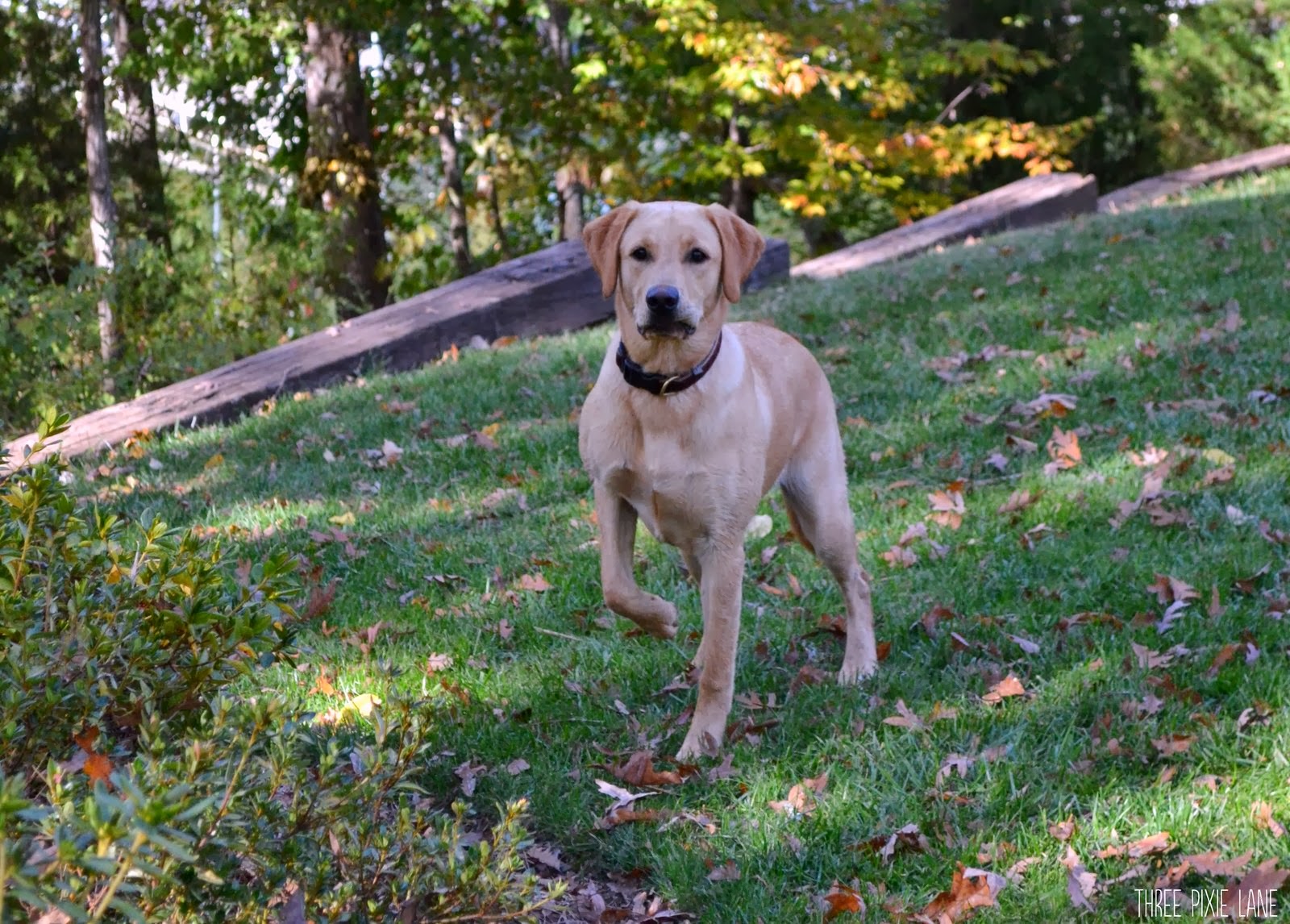 Three Pixie Lane: Favorite Photo Friday- a Dog's Perspective