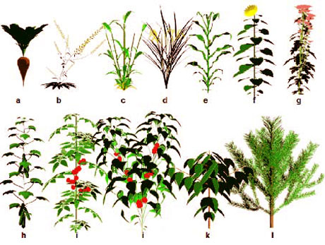 La Classification Des Végétaux - Biologie