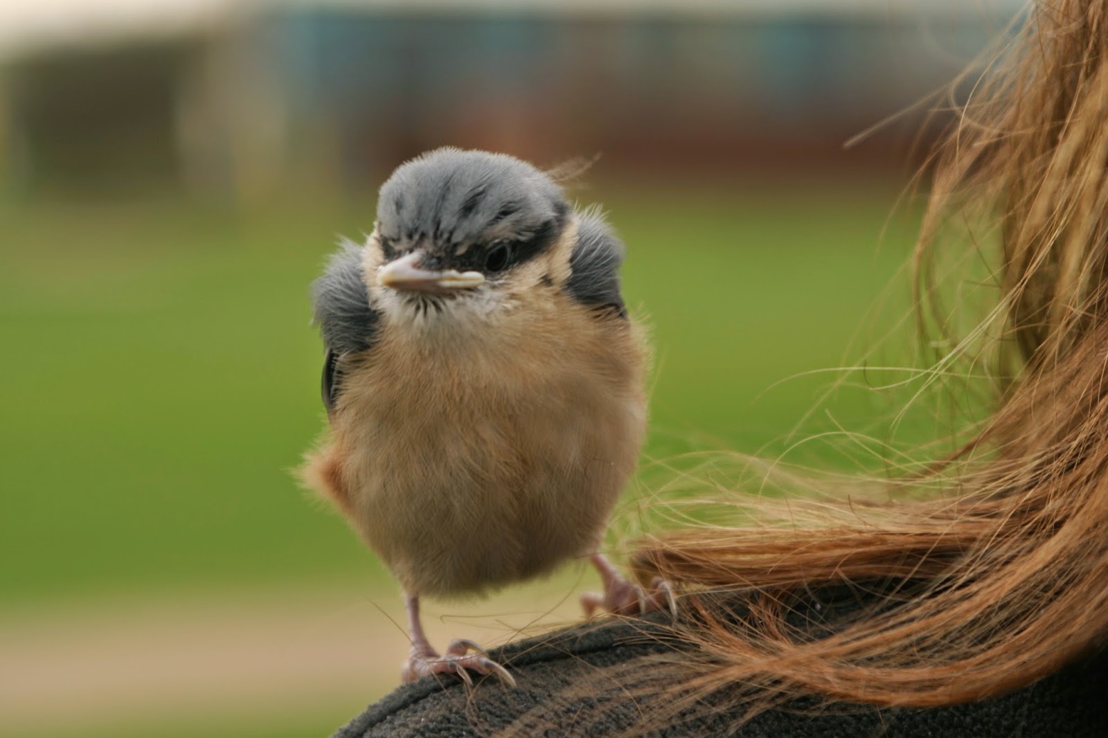The Man who Planted Acorns and Other Tales....: Jasper: A little bird's ...