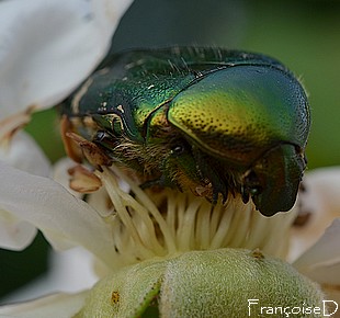 Natur' L: Admiration du merveilleux Scarabée vert métallique...