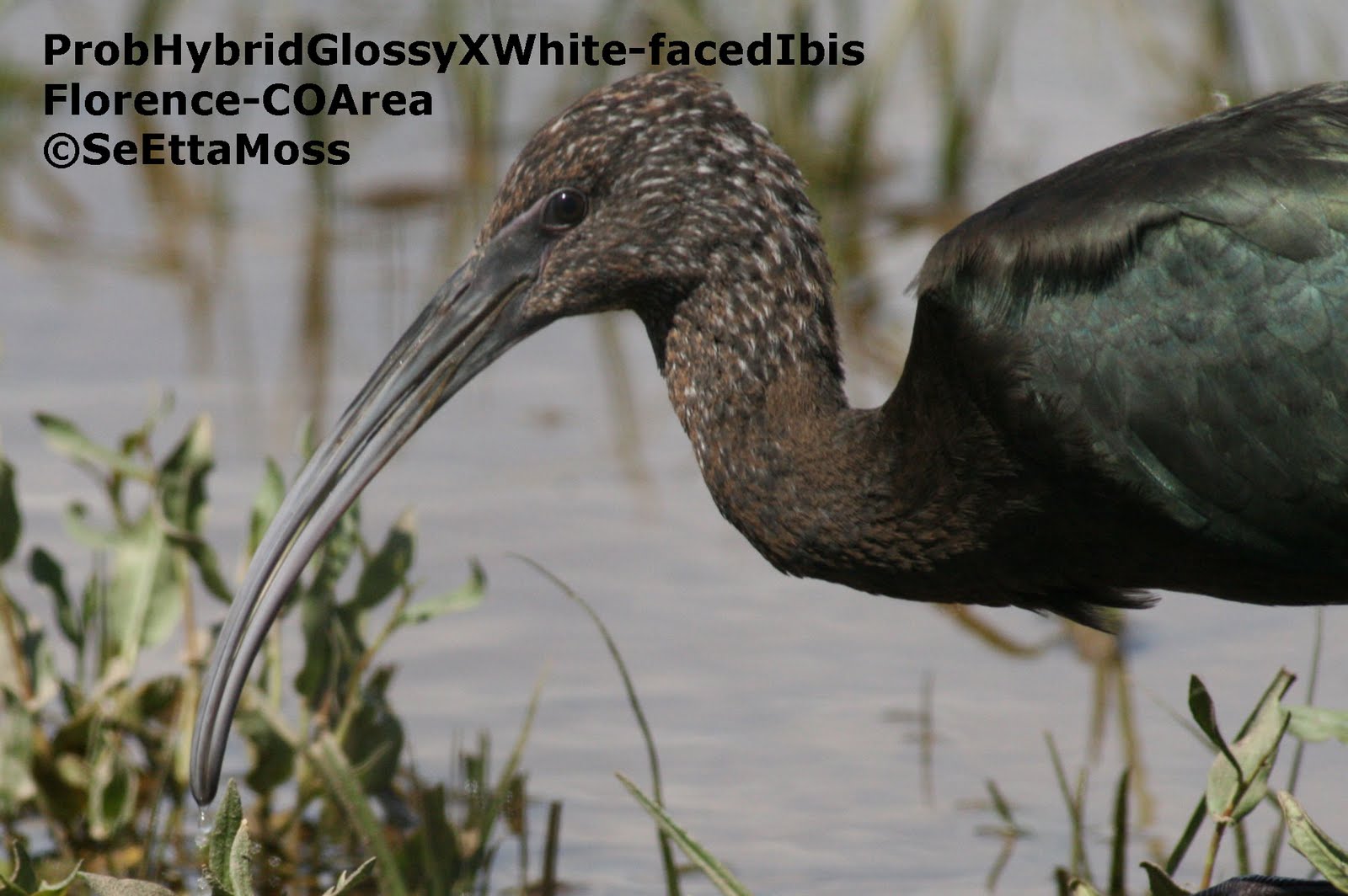 Probable Glossy Ibis near Florence,CO-now prob hybrid GlossyXWhite ...