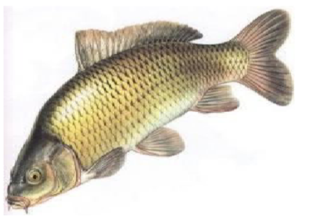 Ikan Mas (Cyprinus carpio) - Blog Rindang Yuliani