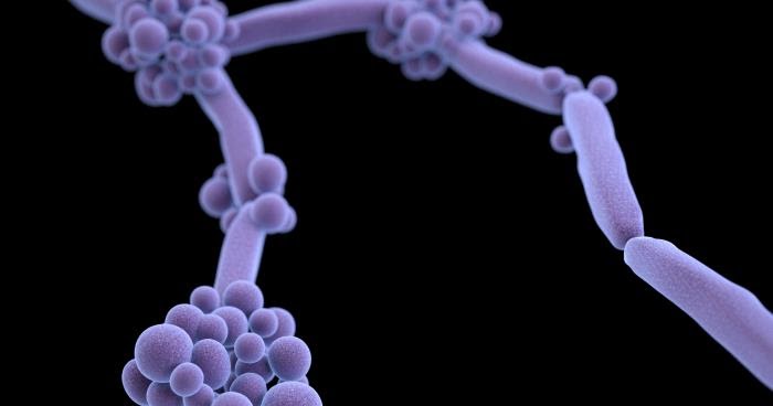 Candida Auris: il batterio mortale resistente ai farmaci che sta ...