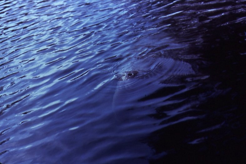 Field Biology in Southeastern Ohio: Florida Manatees