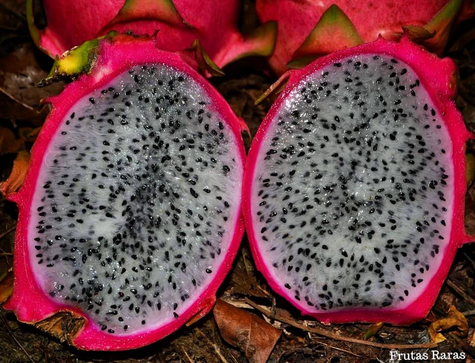 Hylocereus undatus - Pitaya Rosa da polpa branca