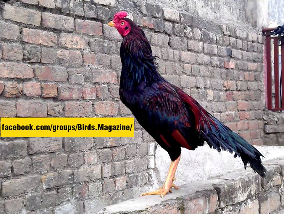 Red Asil Pictures - Laakha Aseel Pictures | Raja Asil