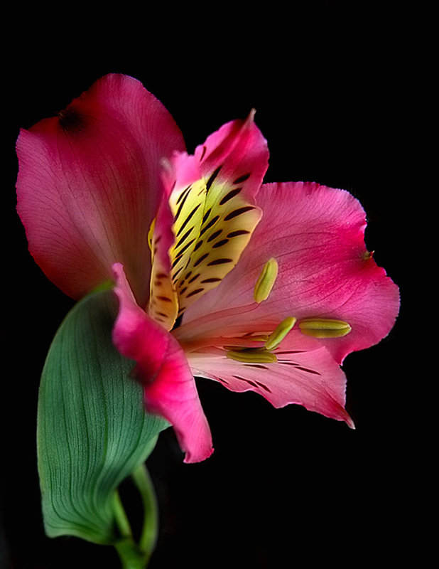 මගේ හීනයේ ලඟ ඉන්නට (Udaya Sri) | Latest Sinhala Lyrics