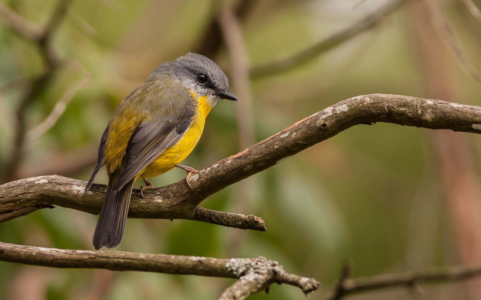 Catching the Light: Eastern Yellow Breasted Robin