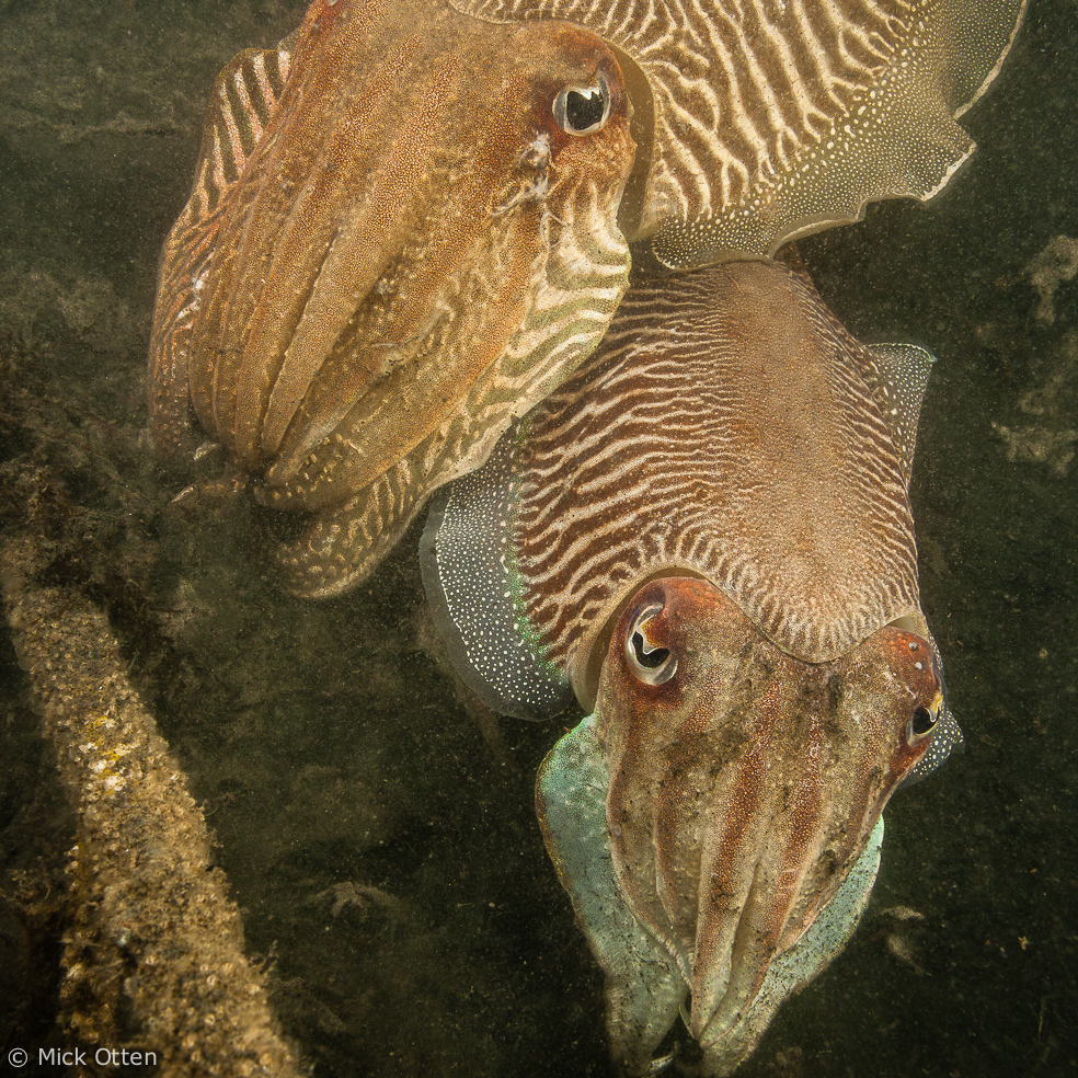 Mick's marine biology: Sepia frenzy: the common cuttlefish is back in town