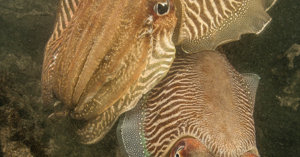 Mick's marine biology: Sepia frenzy: the common cuttlefish is back in town