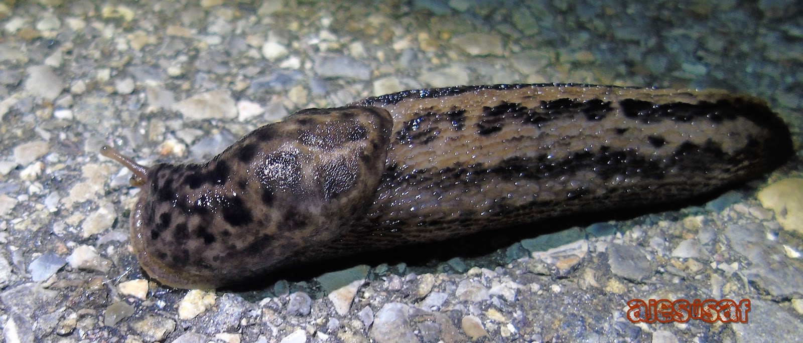 BLOG NATURAPORTDELASELVA Y CAP DE CREUS: BABOSA LEOPARDO ( LIMAX ...