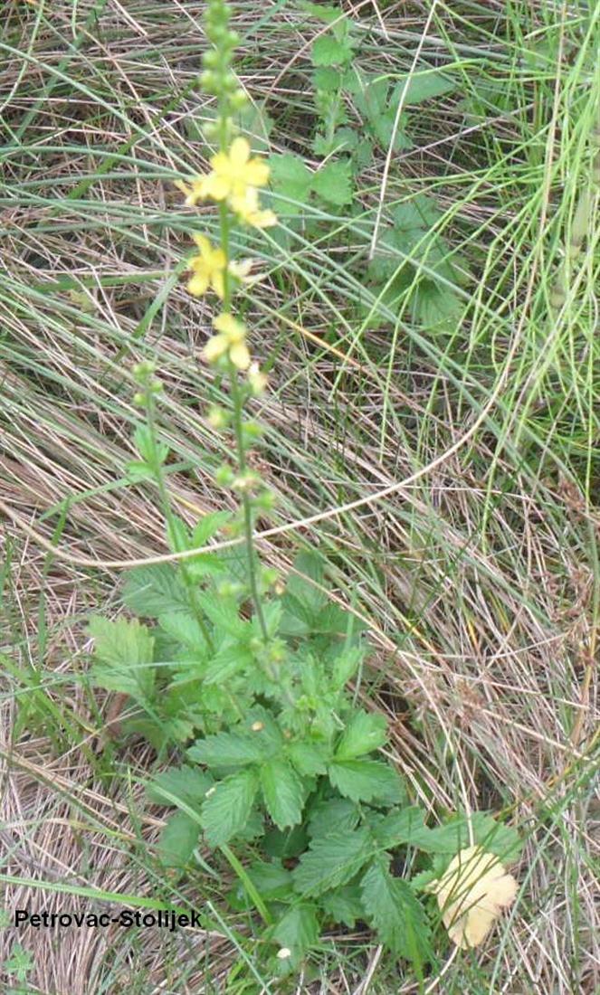 Ljekovite trave liječe: Kapi protiv masnoće