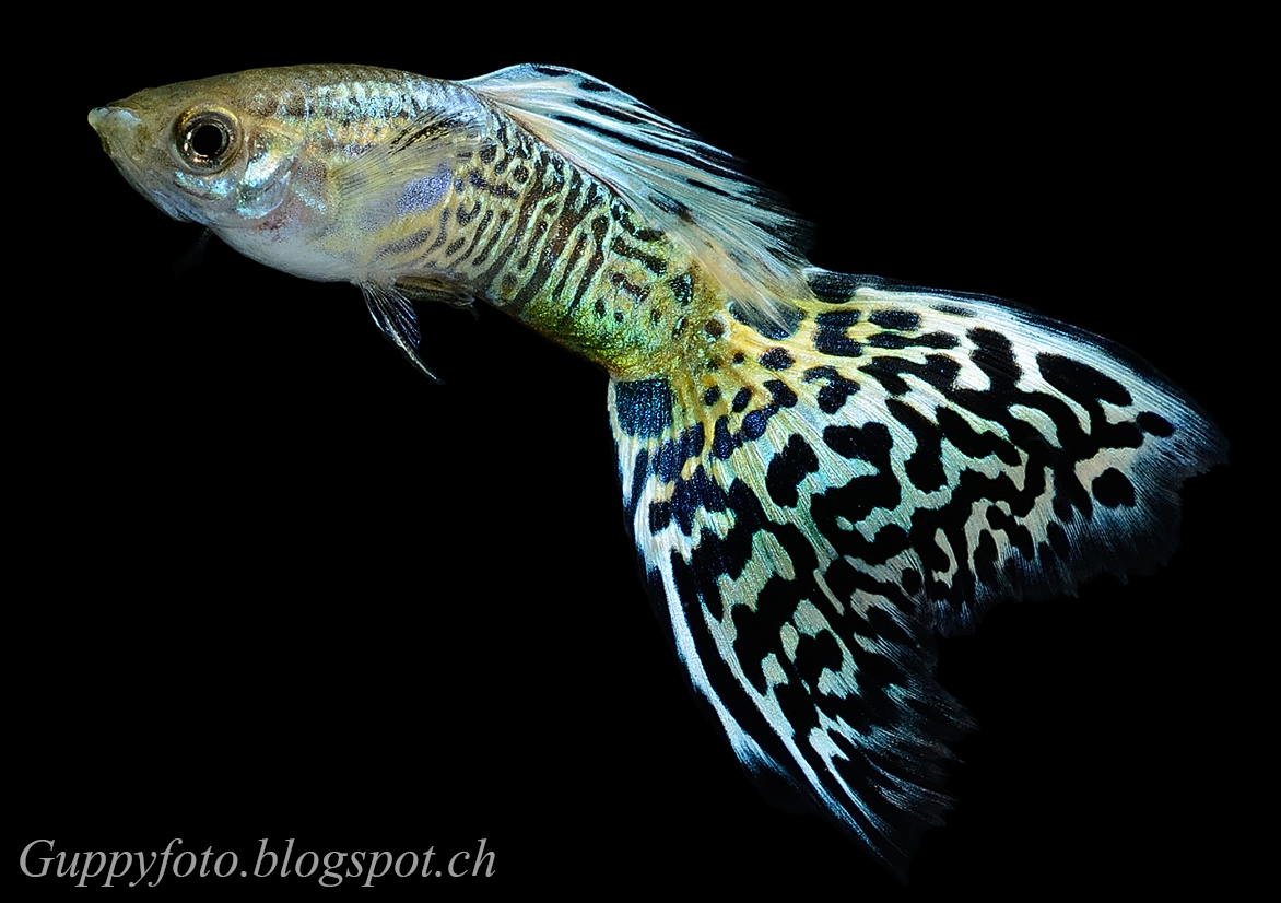 Guppyfoto: Hybrid Endler Snakeskin Mosaic