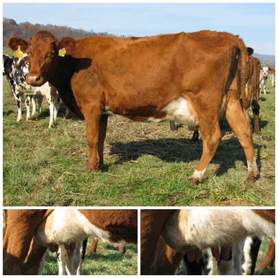 Amazing Grace Dairy: Cows For Sale - November 2013 - SOLD
