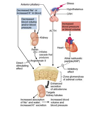 Manash (Subhaditya Edusoft): URINARY SYSTEM: Filter System of Human Body