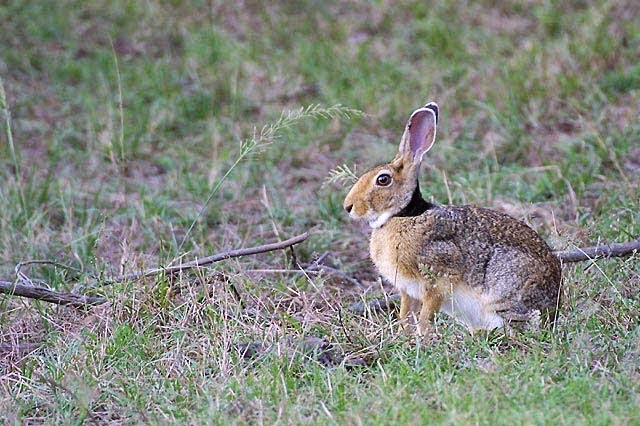 Sri Lanka Black-Naped Hare (Lepus Nigricollis Singhala)