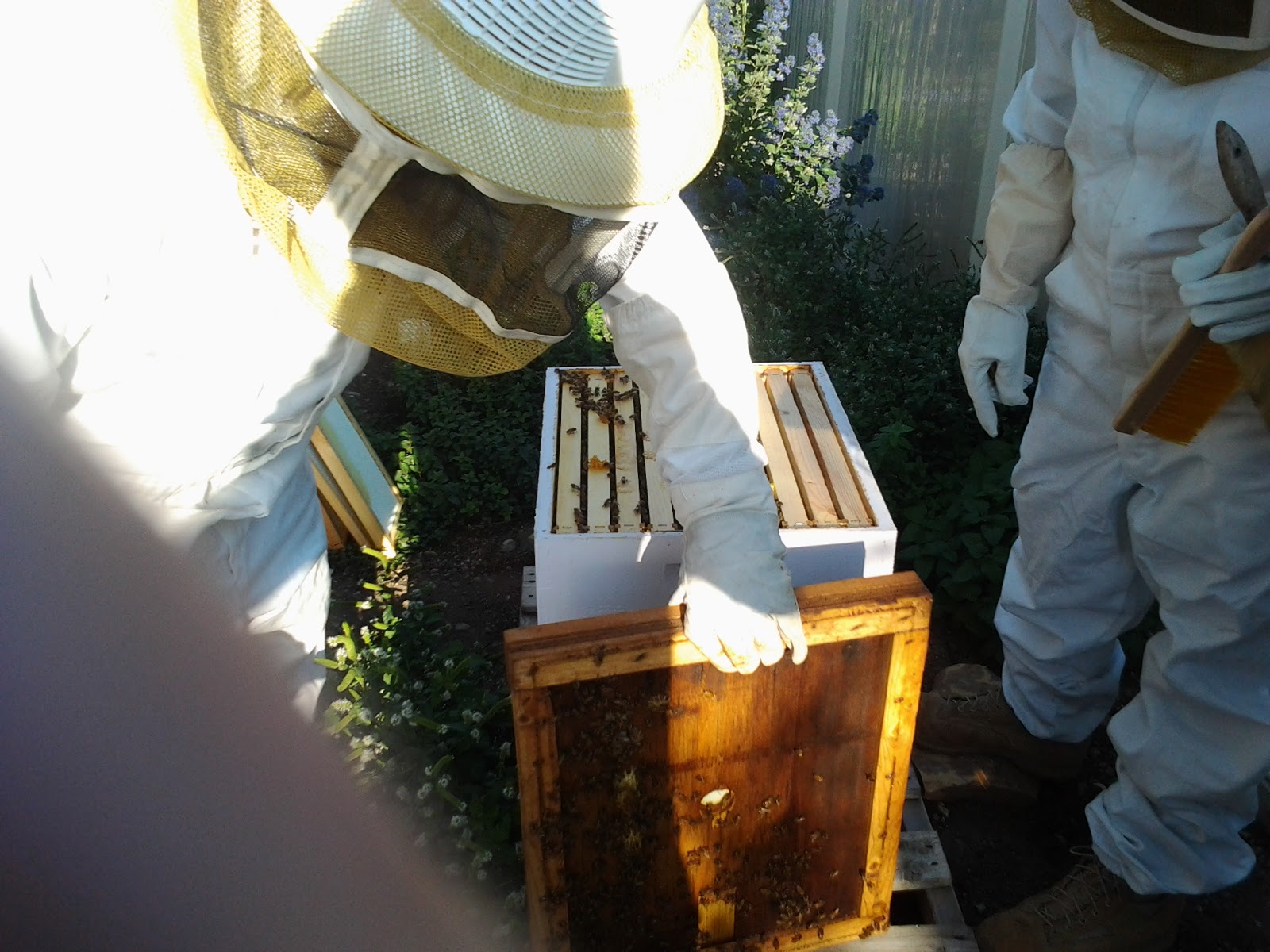 The Organic Suburban Farm Girl: Beekeeping Basics: Tools and Tips for ...