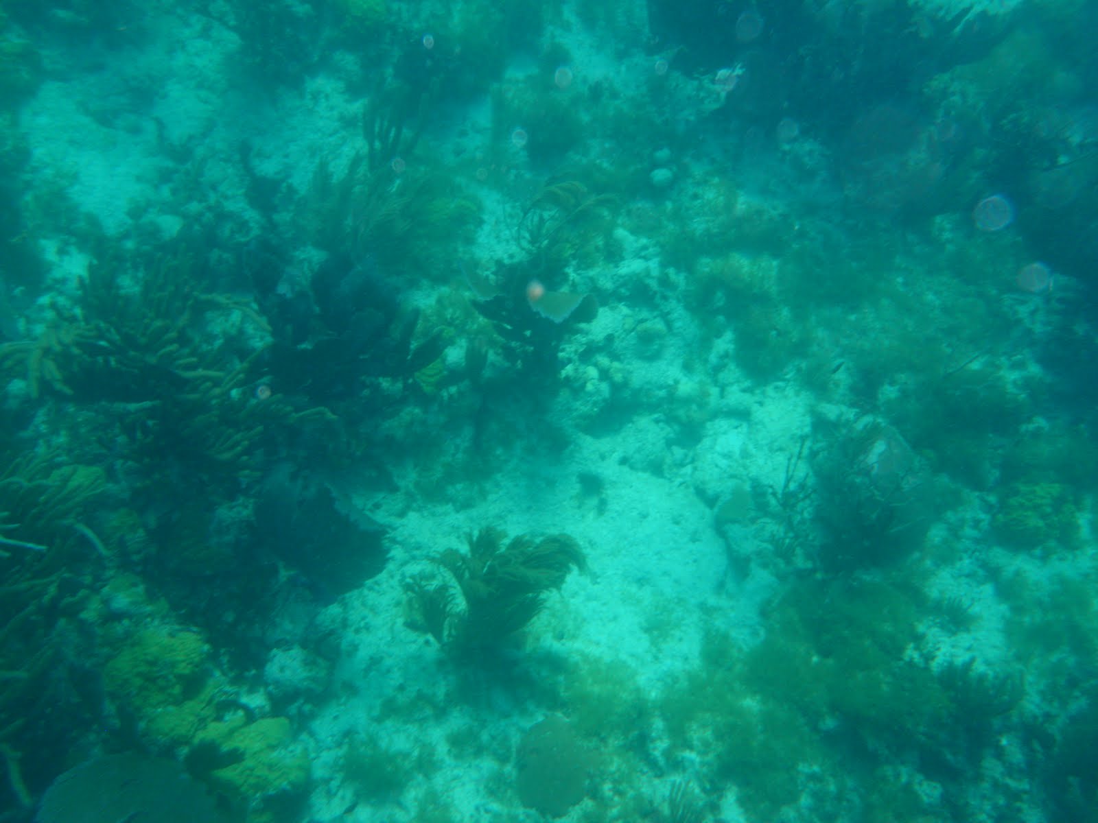 Wiggins Environmental Ethics Out and About S 2011: The Florida Reef and ...