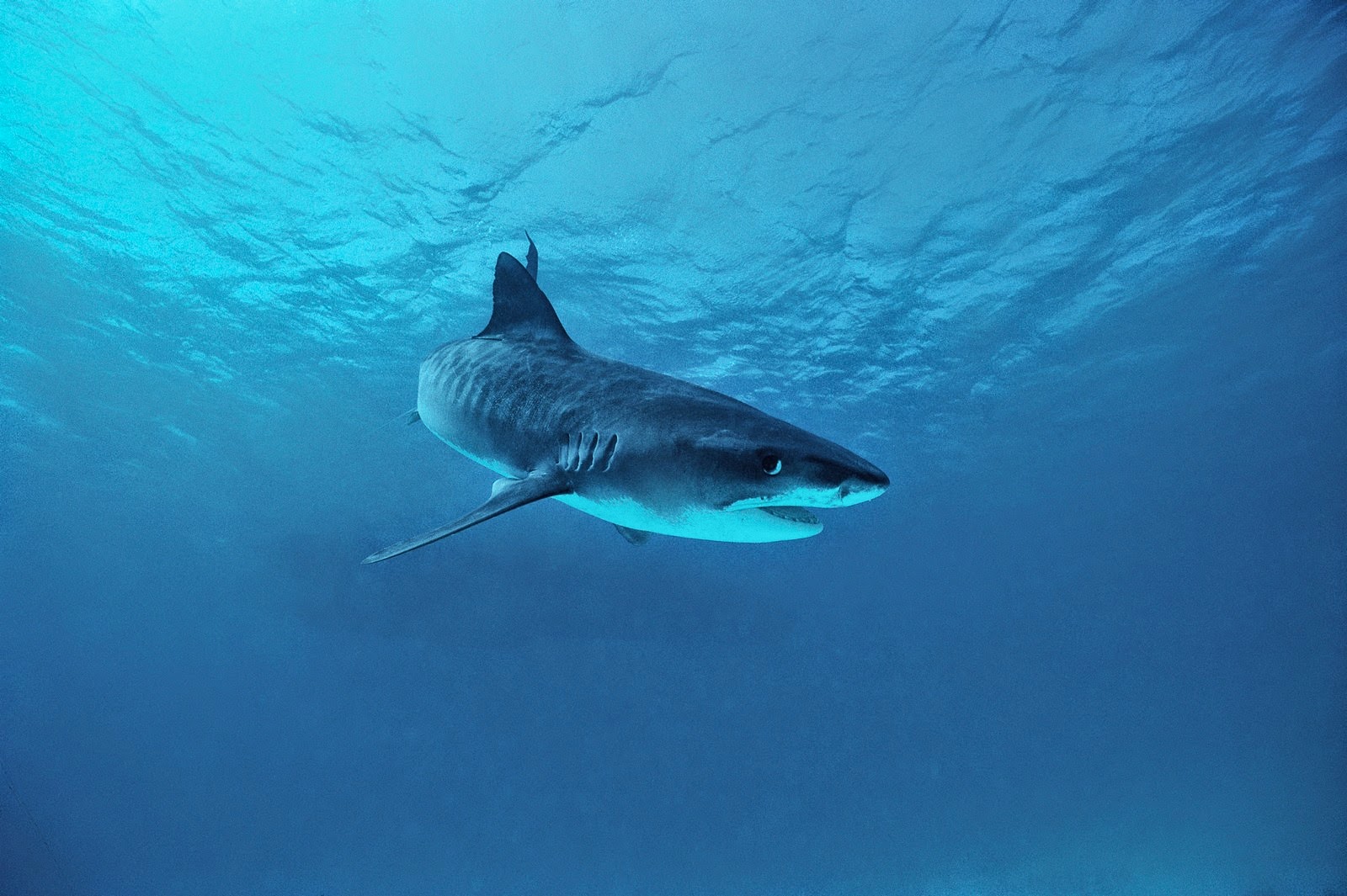 Shark - HD Wallpapers | Earth Blog
