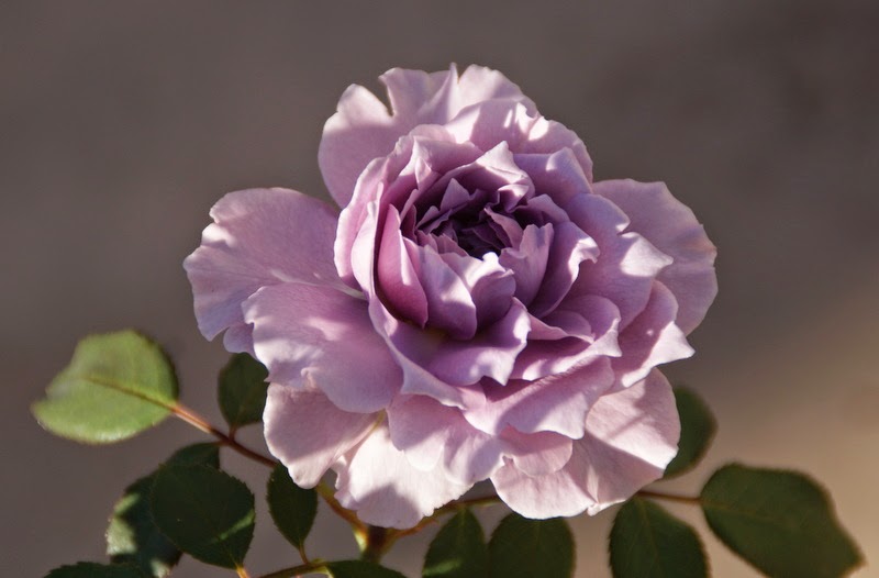 Organic Garden Dreams: August Roses