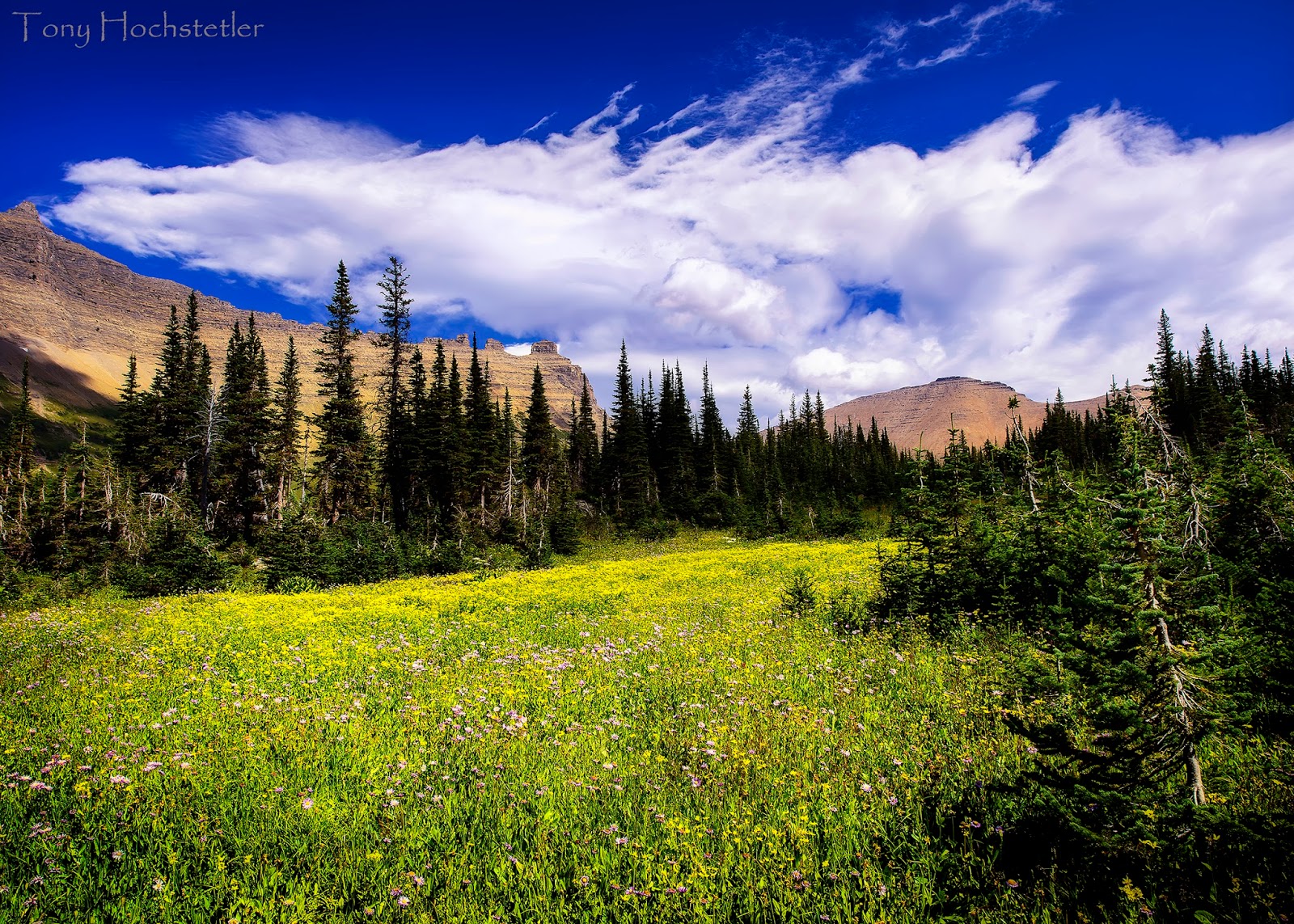Tony Hochstetler: Hidden Meadow