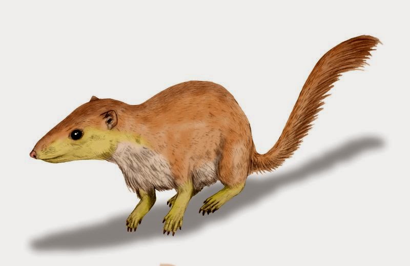 Dalla scomparsa dei dinosauri a Proconsul