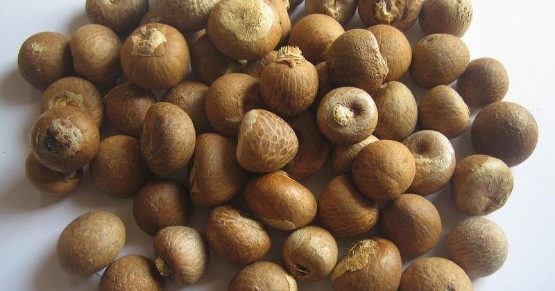 Analisis Usaha Budidaya Pinang Secara Intensif