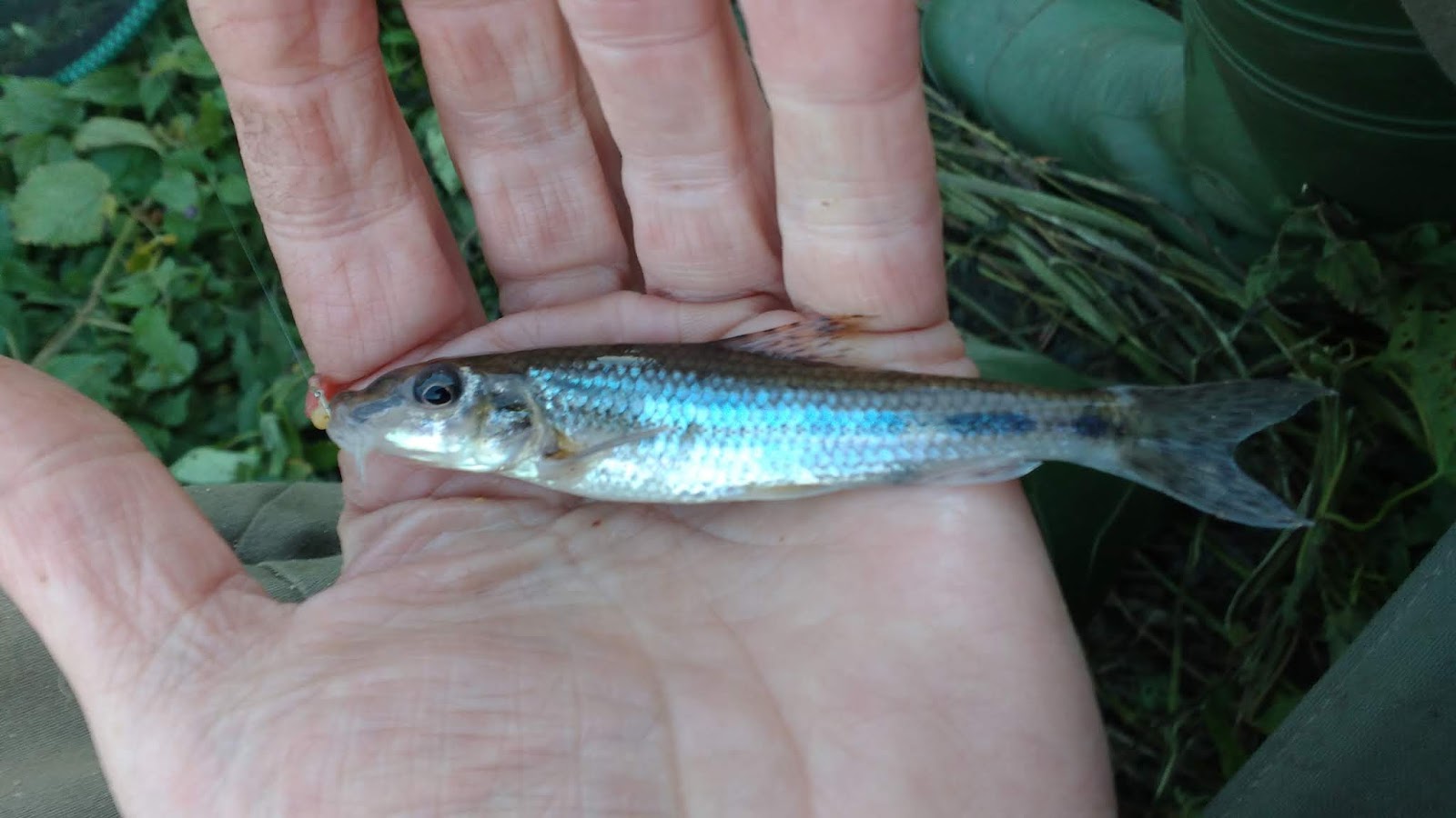 Jorvik Angler: August 2018