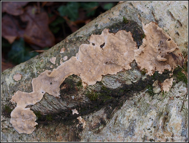 Mark's Veg Plot: The season of crusts and jellies - Part 2: crusts