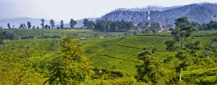 Pesona Alam Perkebunan Teh Gambung di Ciwidey - Yoshiewafa