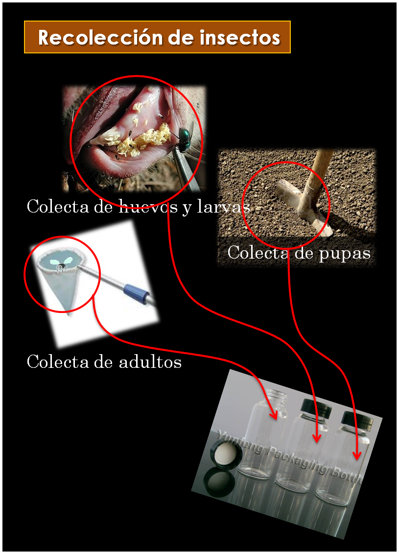 SERVICIO COMUNITARIO EN ENTOMOLOGIA FORENSE: Colecta y preservación de ...