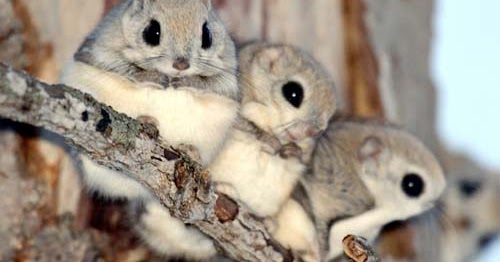 Catalogue of Organisms: Squirrels and Cedar-Mice (Taxon of the Week ...