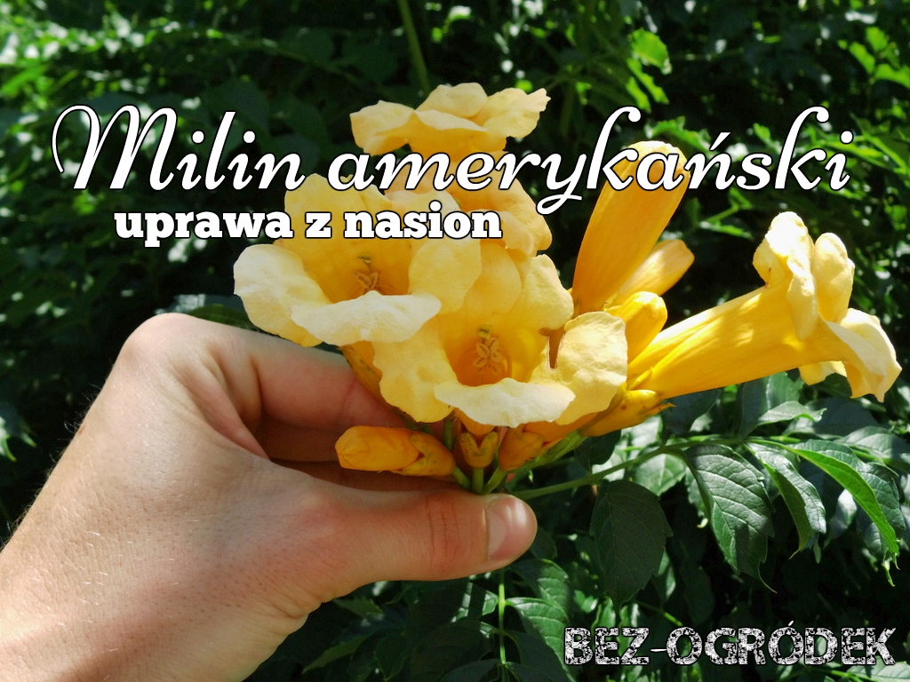 Milin amerykański - uprawa z nasion | BEZ OGRÓDEK | blog ogrodniczy