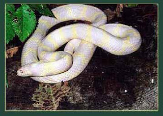 SERPIENTE REY CALIFORNIA ALBINA - MASCOTAS EXÓTICAS Y MÁS