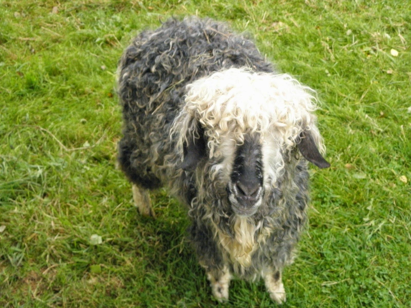 Angora Goats
