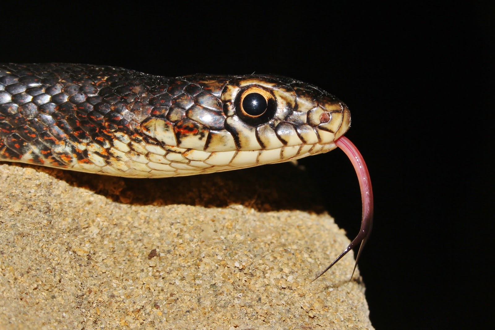 Biodiversity of Cyprus by NGO Protection of the Natural Heritage and ...