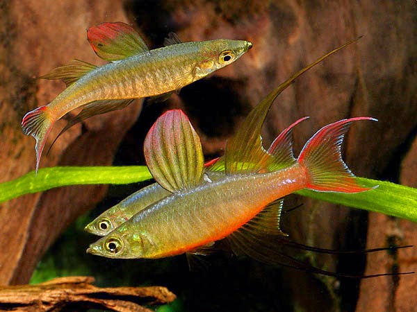 Ikan Threadfin Rainbowfish - Dunia Akuarium