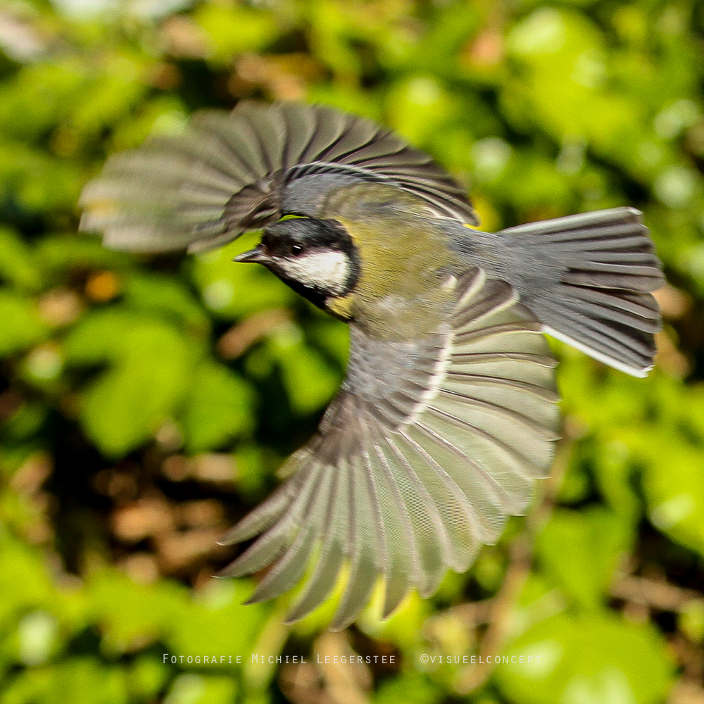 Belevingsfotografie: Koolmezen in vlucht naar pindakaas