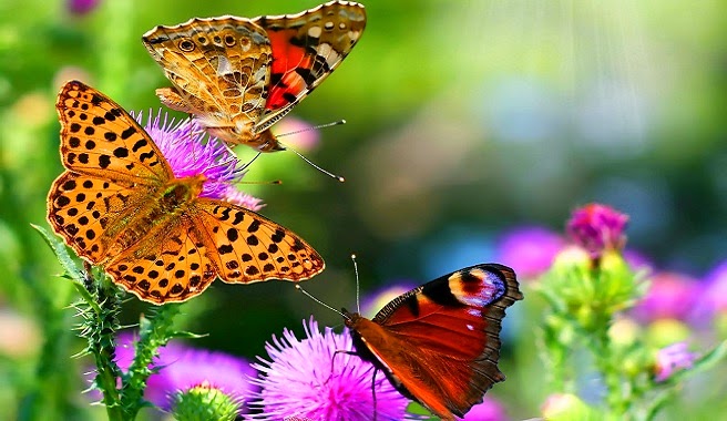 ¿Quieres que te cuente?: ESTE JUEVES....LOS SONIDOS DE LA PRIMAVERA