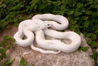 SERPIENTE RATONERA TEXANA LEUCISTICA - MASCOTAS EXÓTICAS Y MÁS