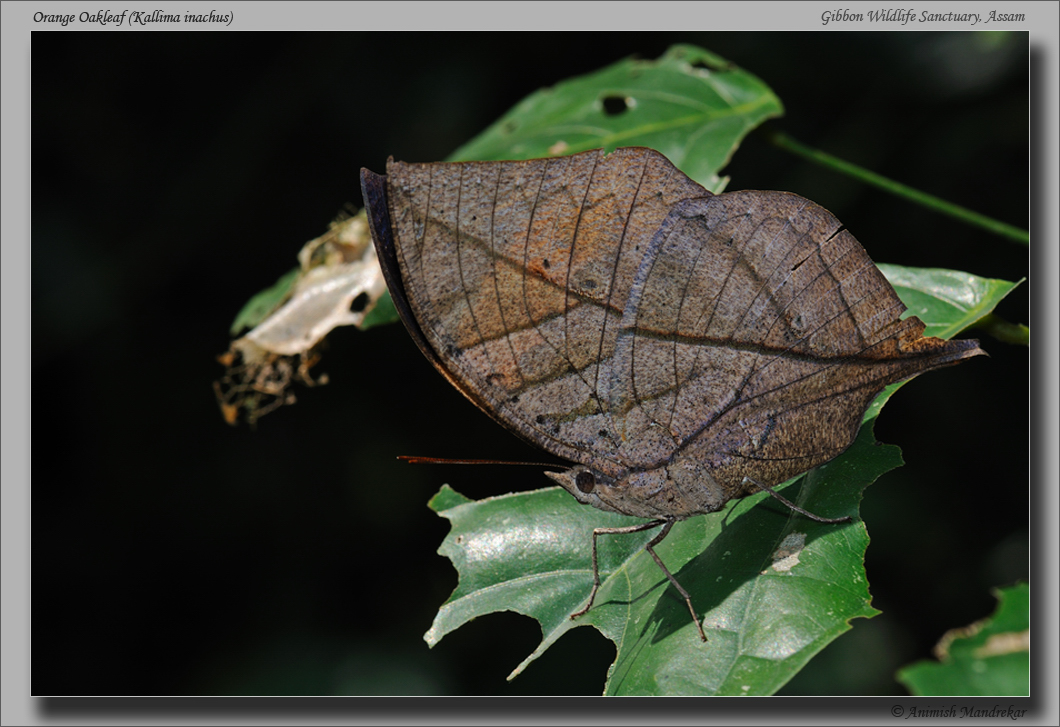 Butterfly Heaven in Hollongapar Gibbon Wildlife Sanctuary: Butterfly ...