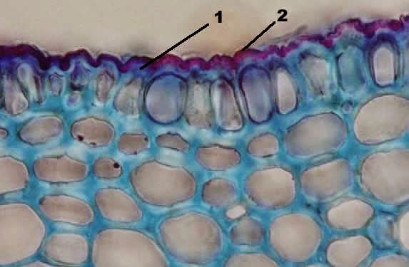 Asteraceae: Estresse- respostas anatômicas e fisiológicas de plantas.