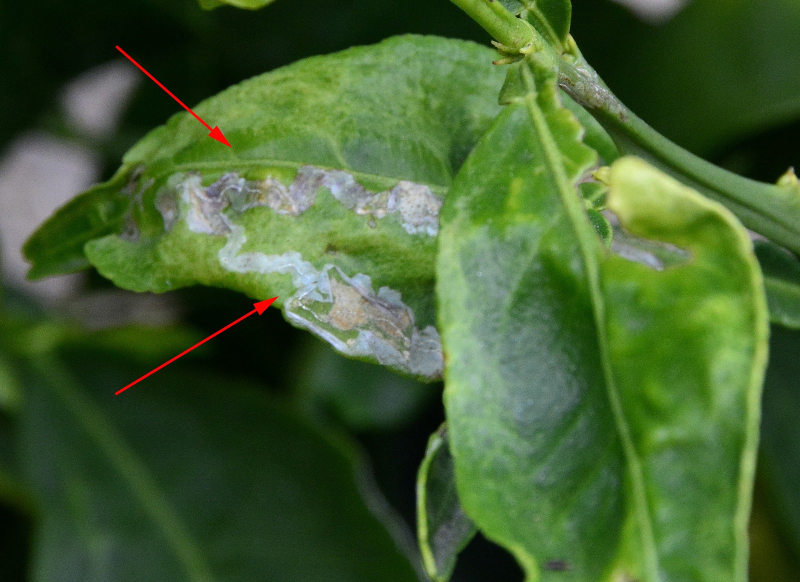 L.A. County Arboretum & Botanic Garden Plant Info: A Miner Problem