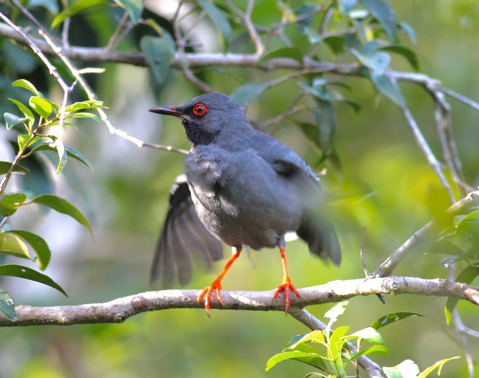 Photographicbirdlistomania: Calypso Birds